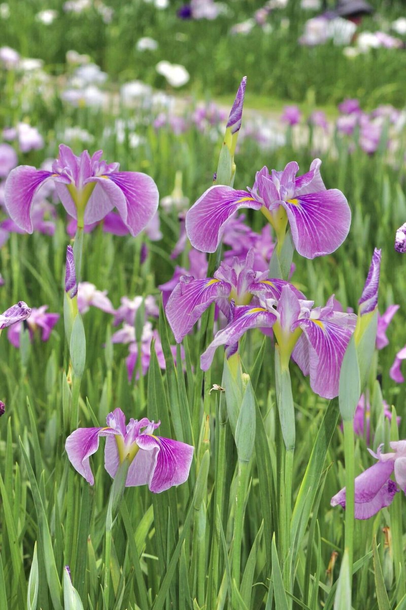 菖蒲華 〜あやめはなさく〜｜micay_lala