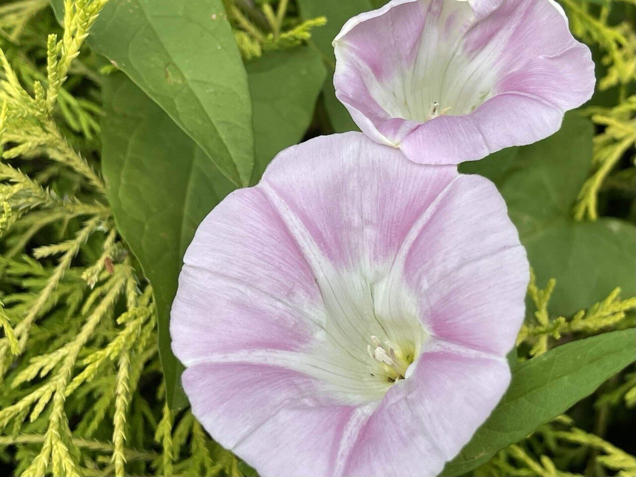 SENRI OE 大江千里