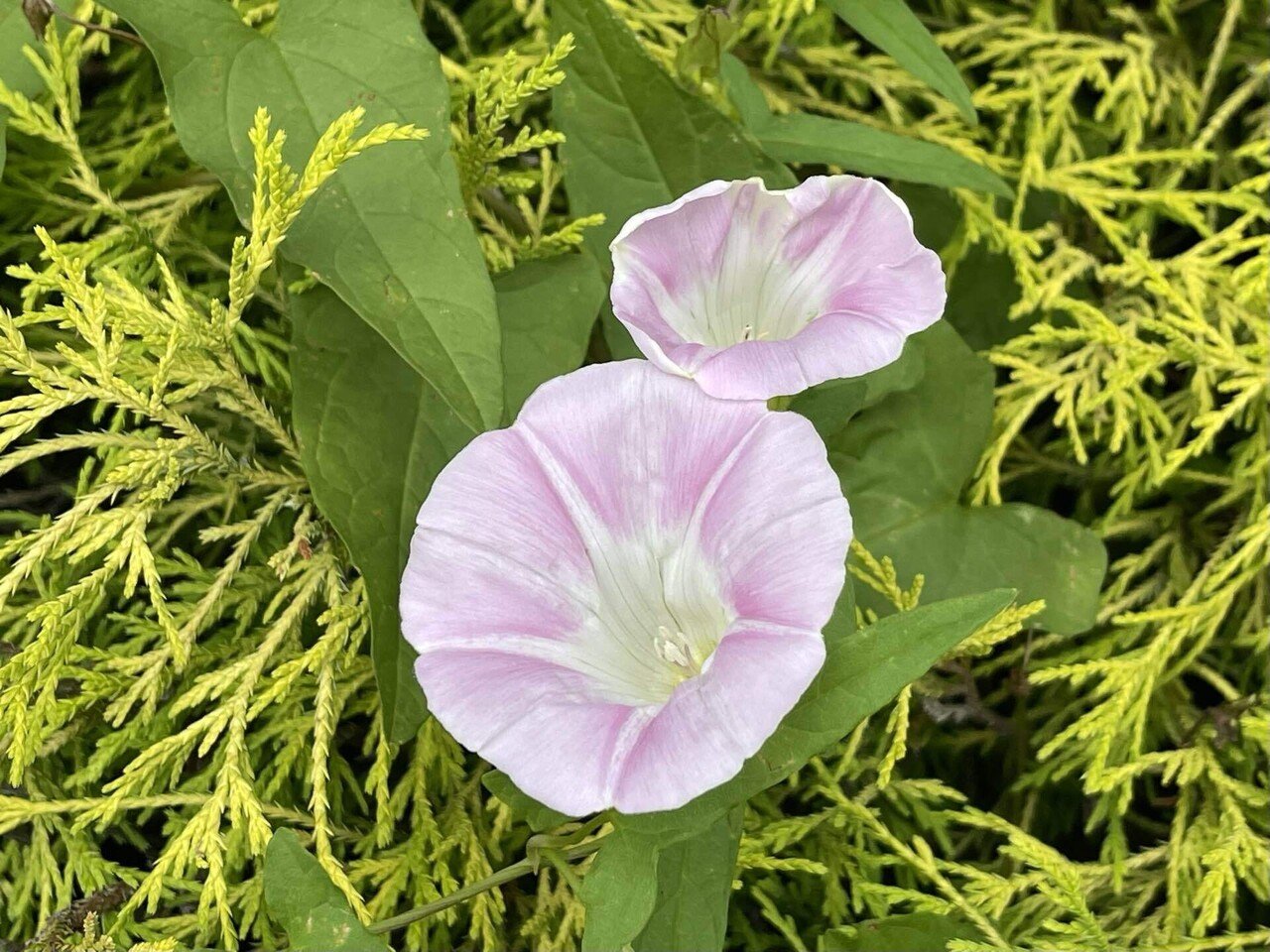 SENRI OE 大江千里