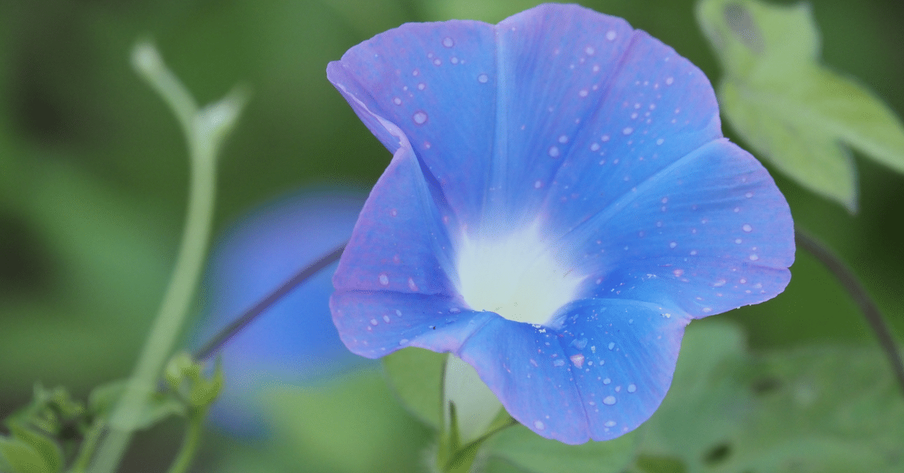 kuronekomarimo｜note