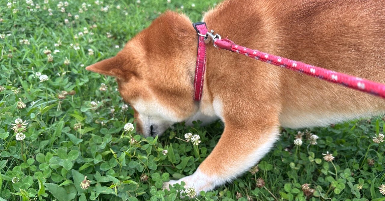 NicePapa 平野 尚志｜note