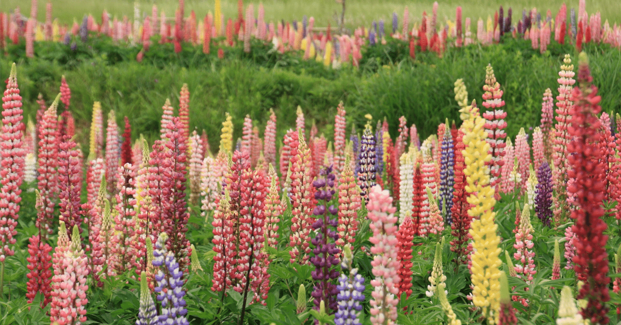 アルバム｜sacchin