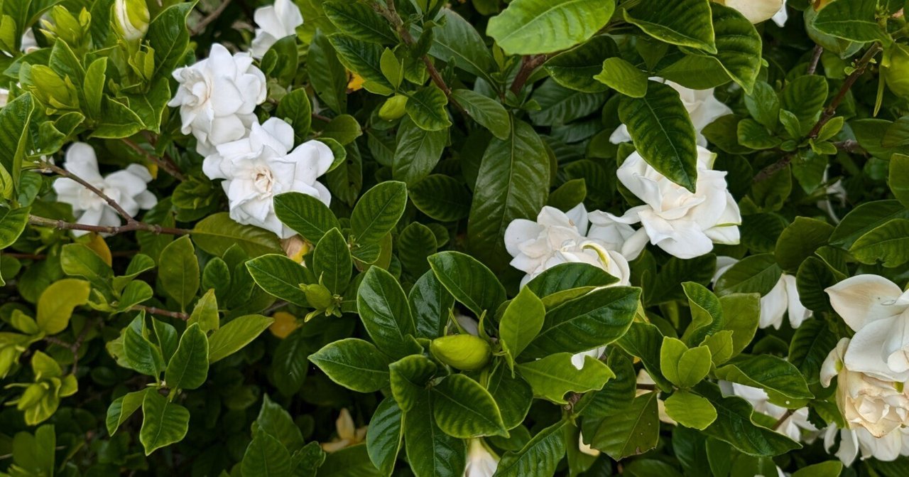 火曜日しばらく雑記帳・2024 CW26｜Shimamura, T. 島村徹郎