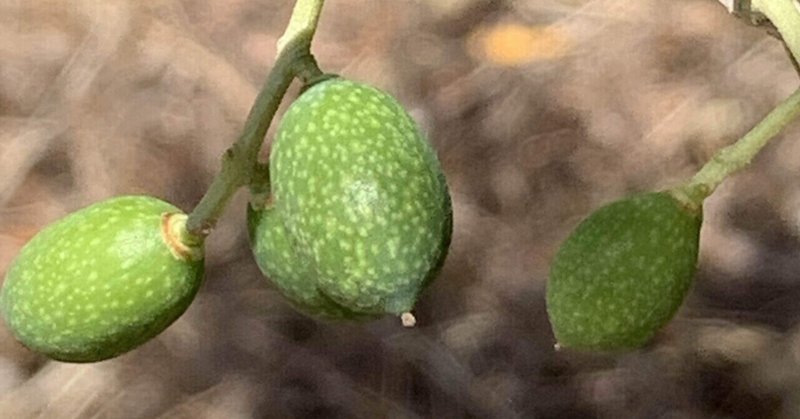 働くイタリア人｜OTA YUKI