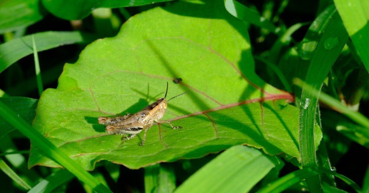 豊かさを感じる自然ミニ農園。Fujifilm X-T5で撮影。｜fold_hama