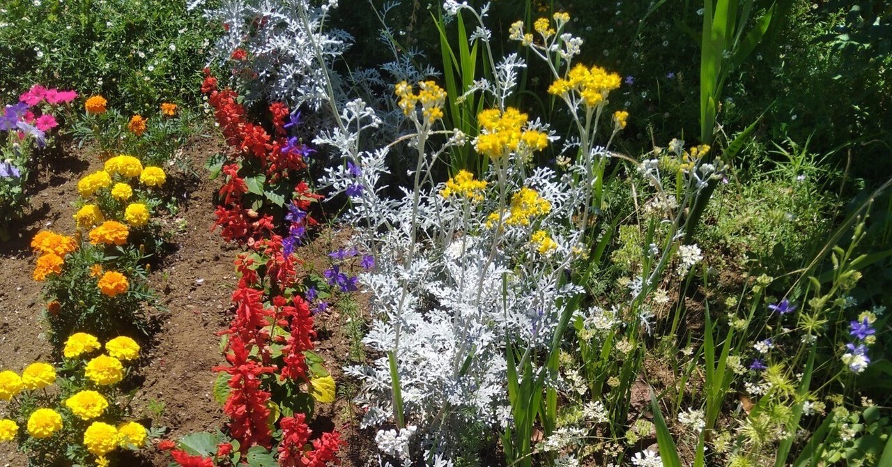 シロタエギク（白妙菊）｜mimi fleur