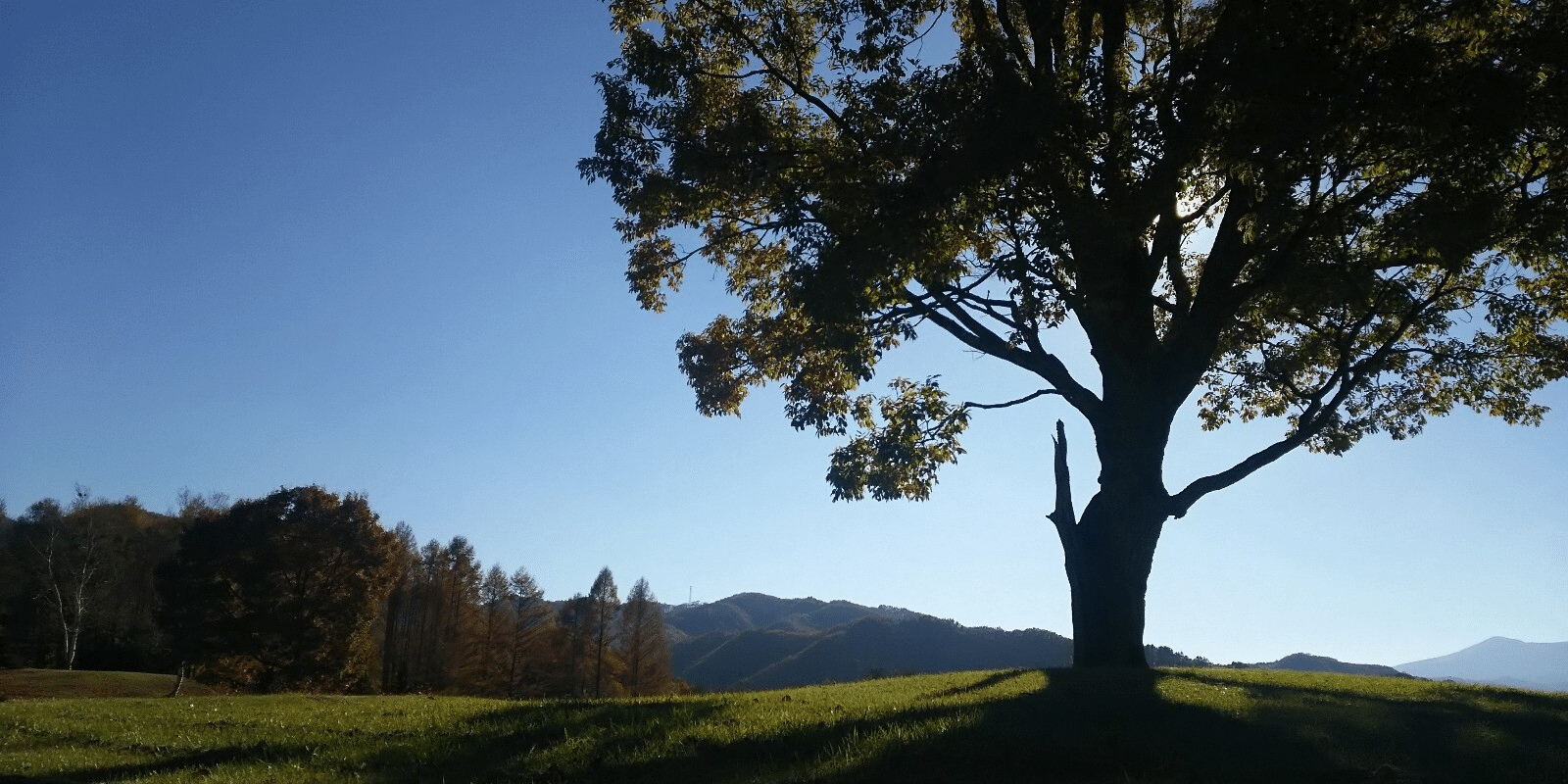 もも（momo）｜note