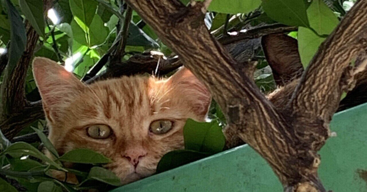 流量制限チューブの設計｜lush_egret9878