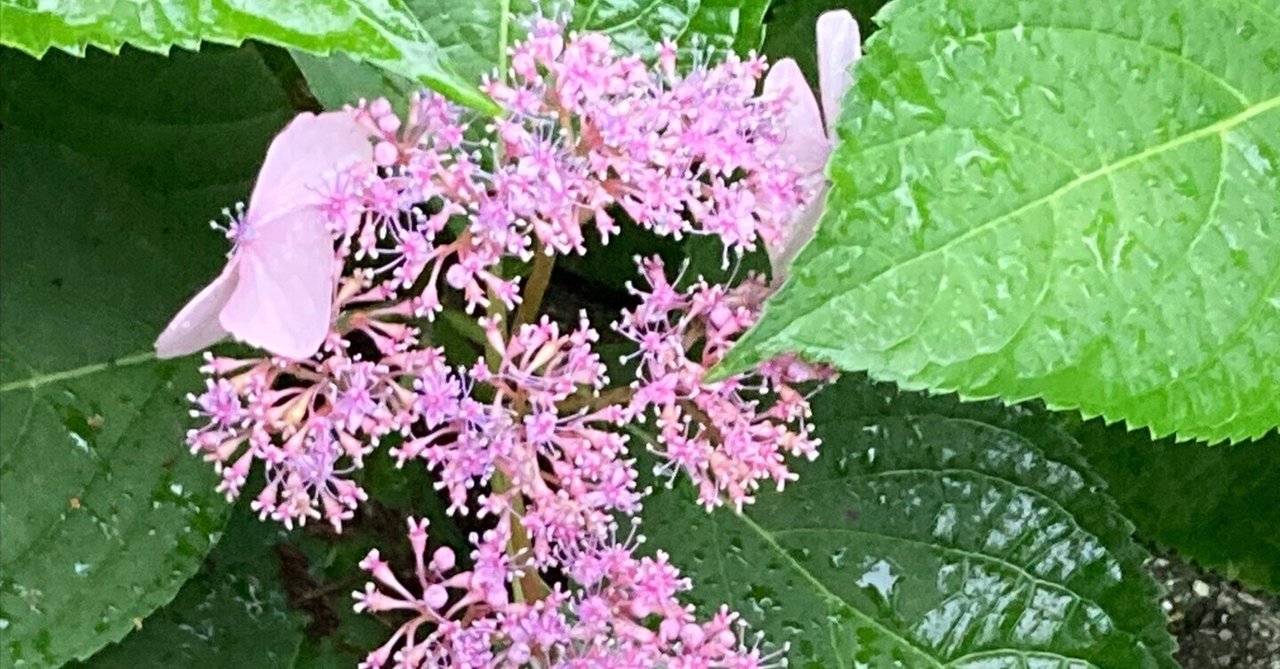 Yukihiko Yamada ｜note