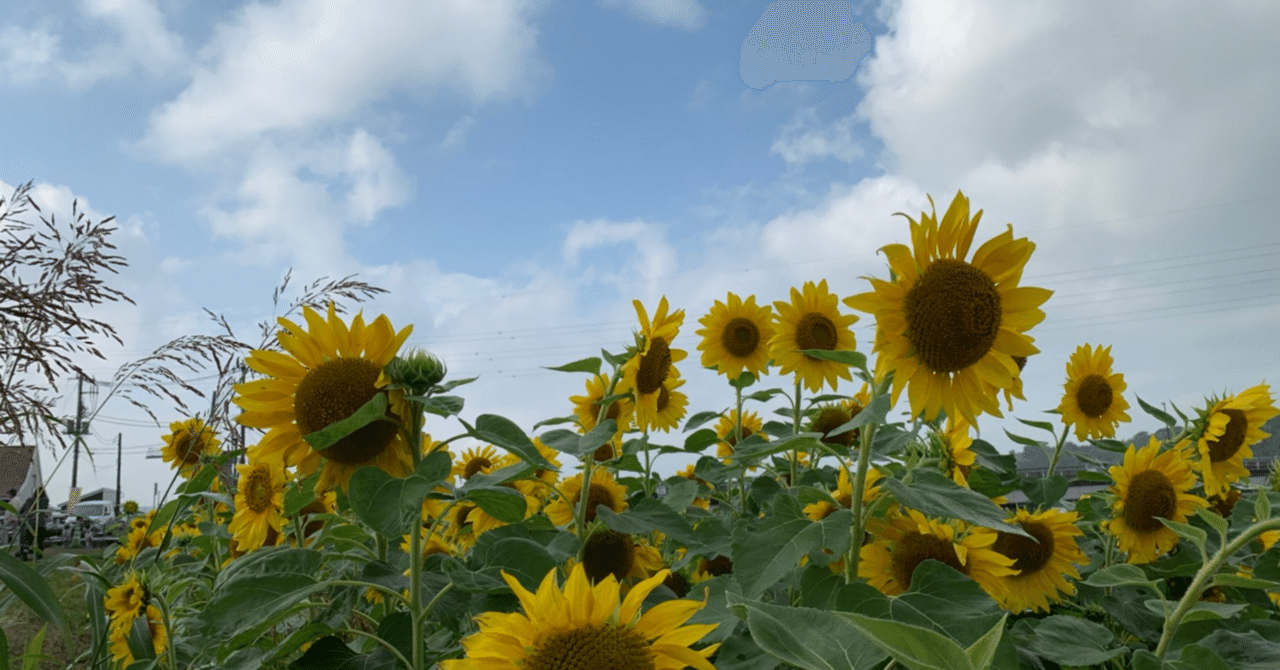 はじめまして。｜cochimi chan
