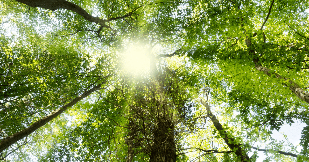 和を以て貴しとなす｜Sydney Kaoru