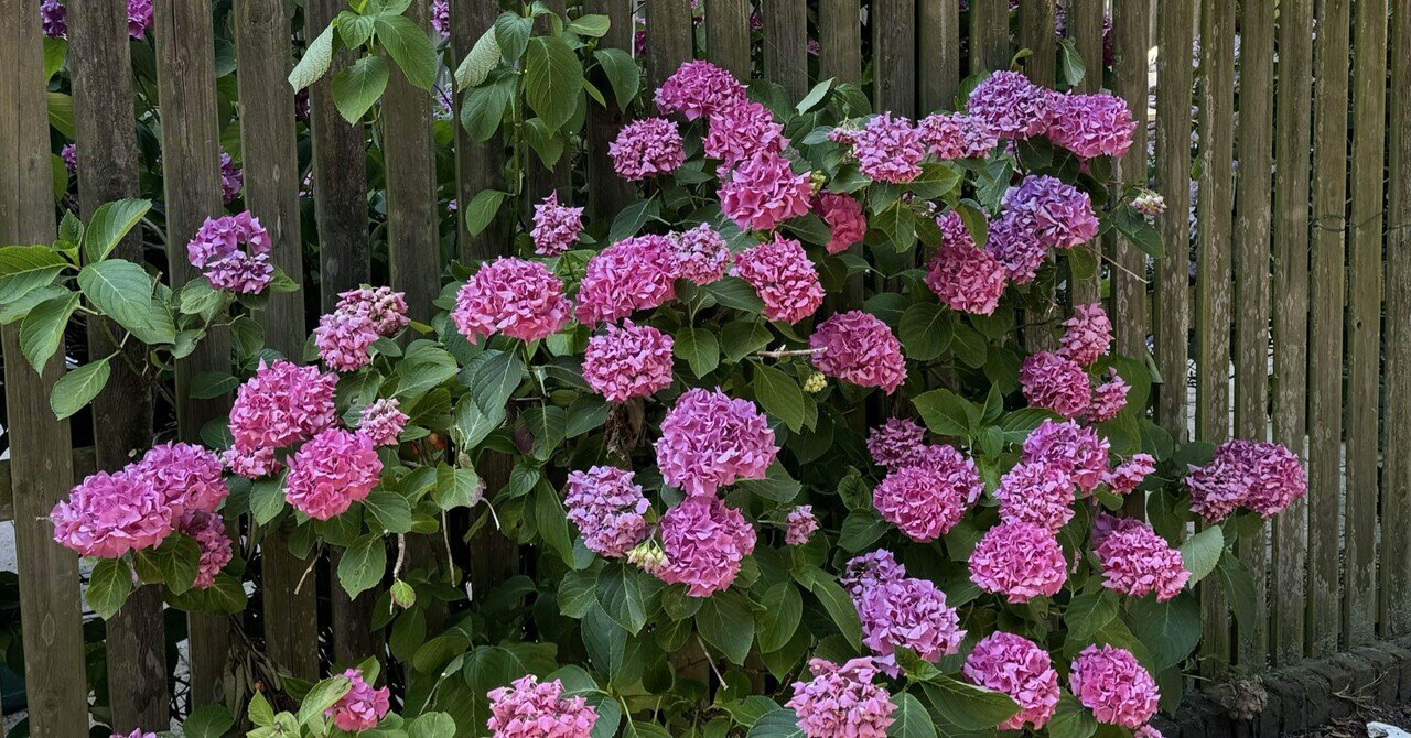 itsuki ｜24歳オランダワーホリ🇳🇱｜note