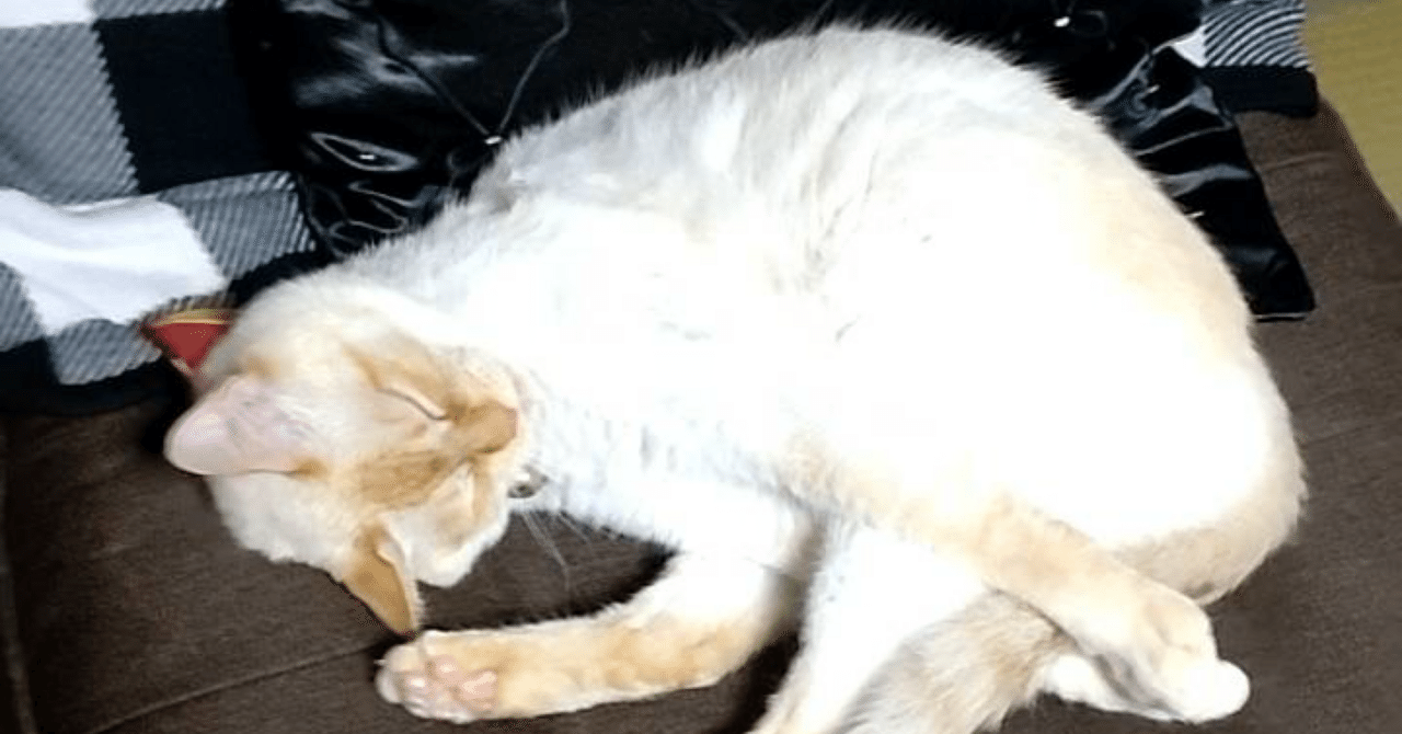 私の日々の大切な習慣｜misu☆misu