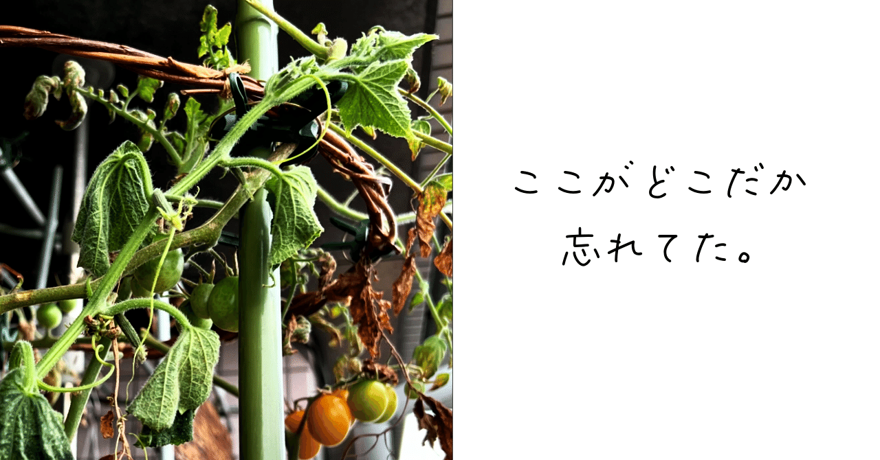 悲報、デスベランダでミニきゅうり萎れる。｜Ms'HIRO