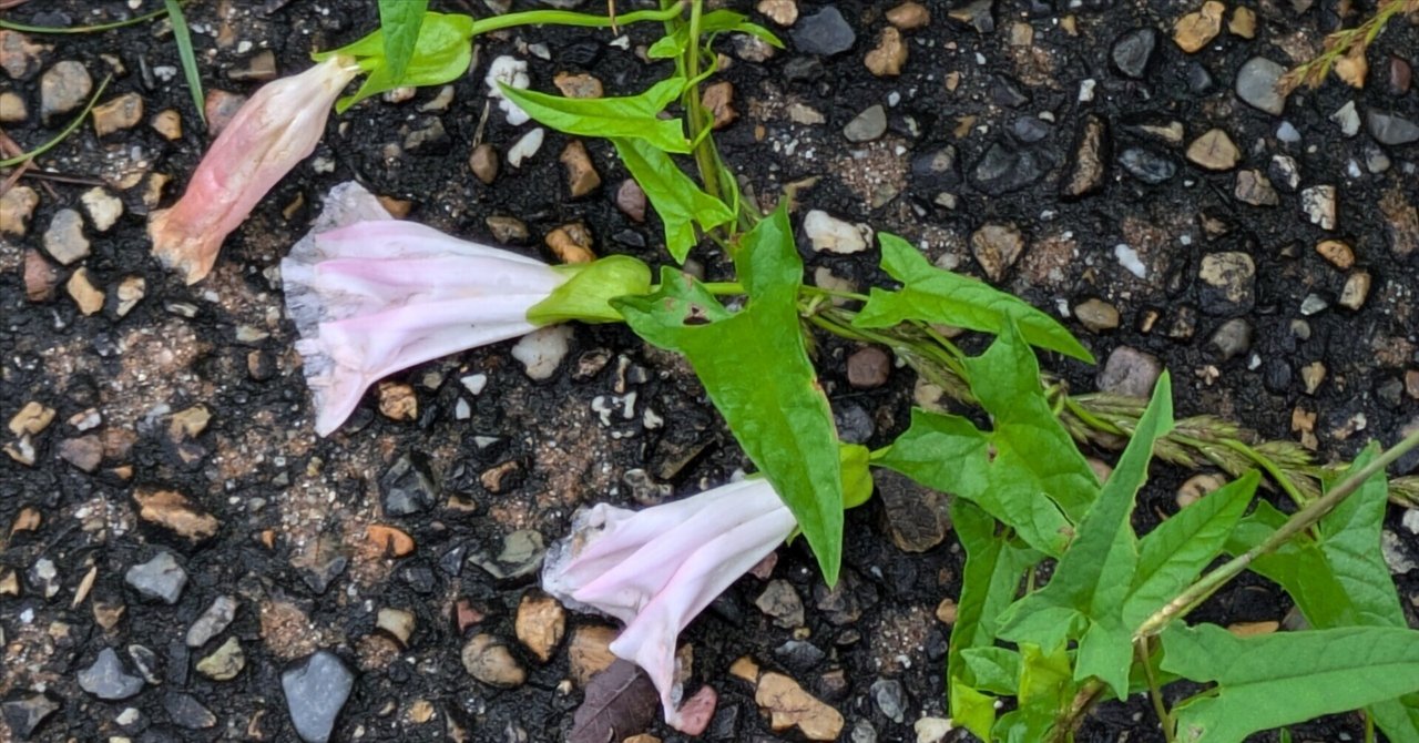 第3巻332番〜作者 大伴旅人｜ichiro70