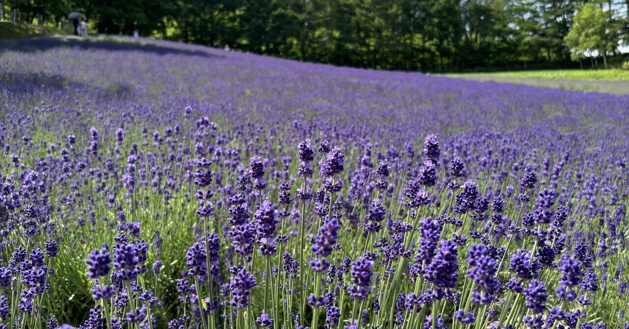 望みは思いのままに｜kyna miwako