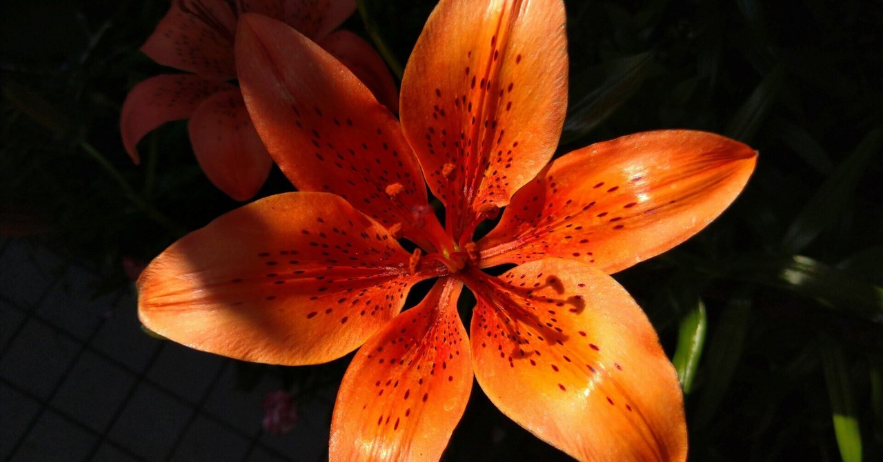 今日買った本｜Arai Nami