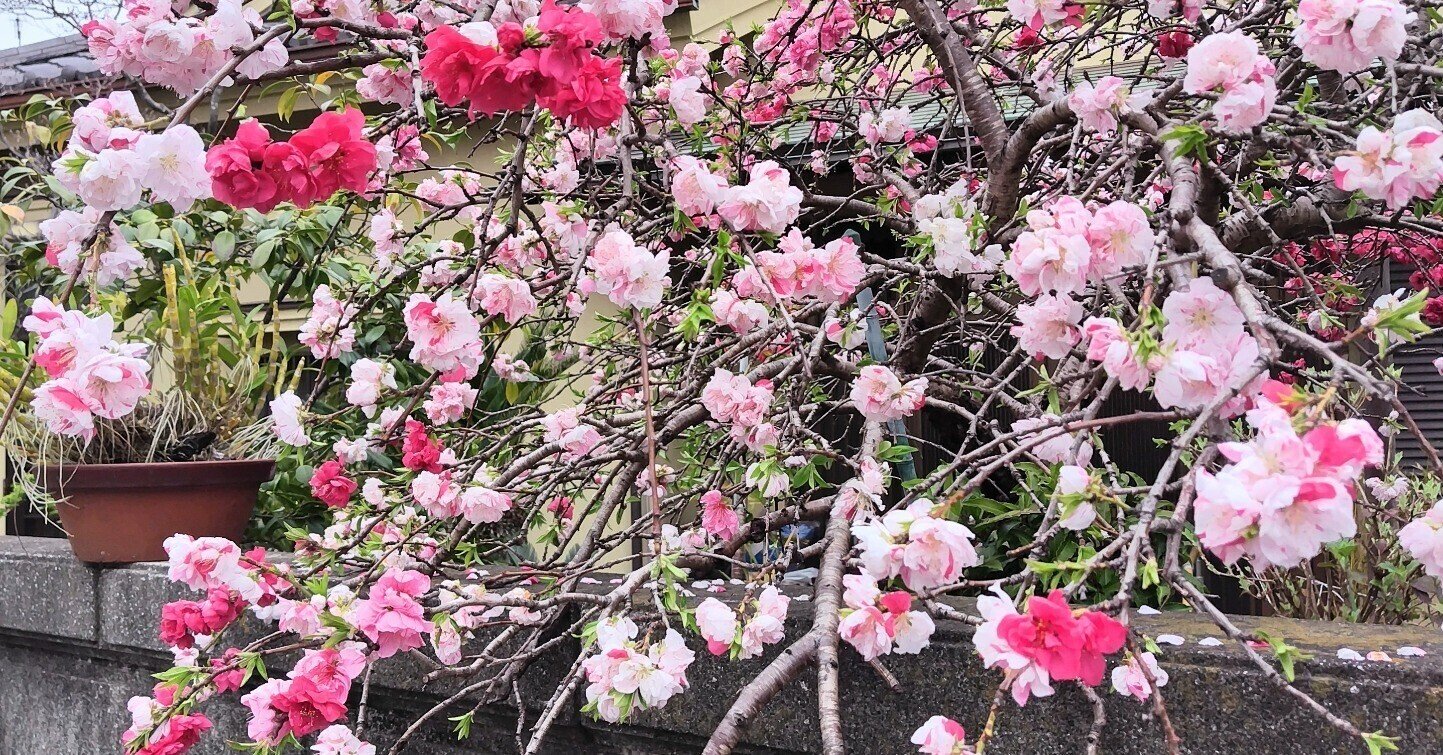 goro 2018年からAIの進歩を追跡中｜note