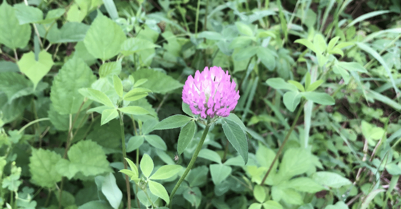 kuronekomarimo｜note