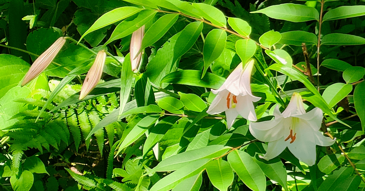 kuronekomarimo｜note