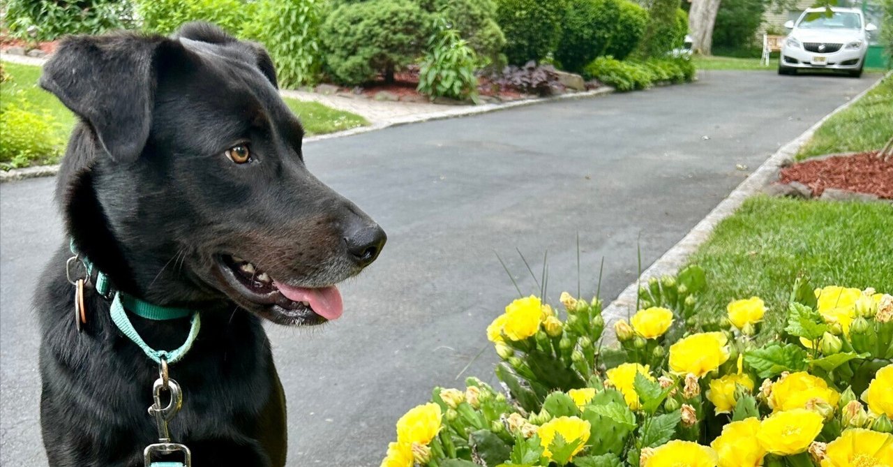 交通事故にあったジャーマンシェパードを自ら心配蘇生した飼い主の話｜manami t.