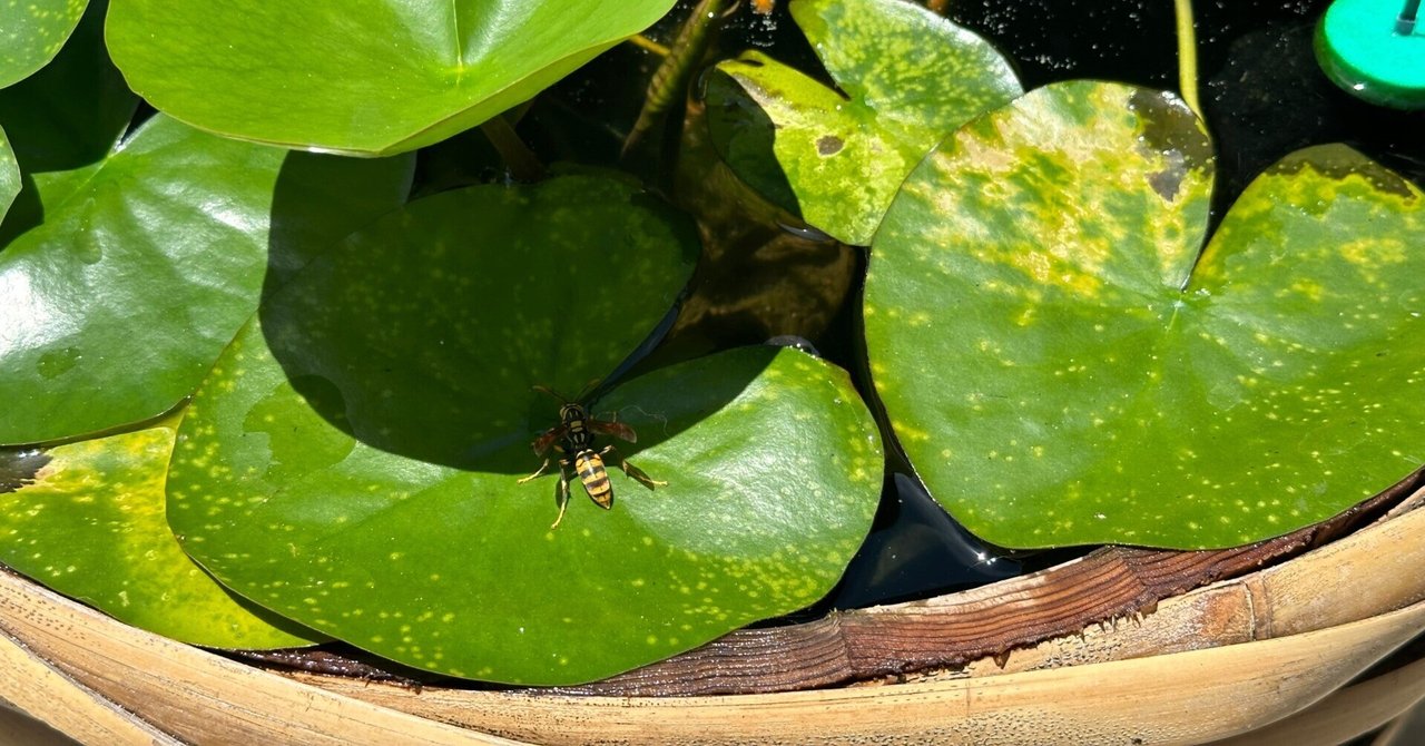 NicePapa 平野 尚志｜note