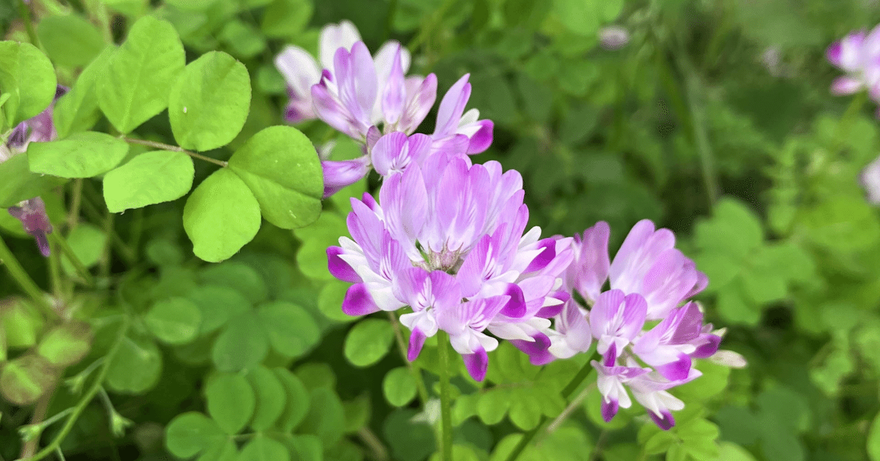 鈴々堂/rinrin_dou@昭真｜note