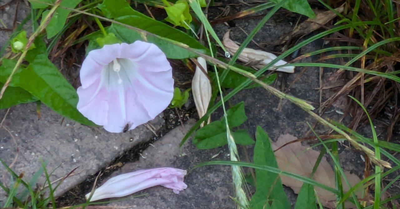 第3巻335番〜作者 大伴旅人｜ichiro70