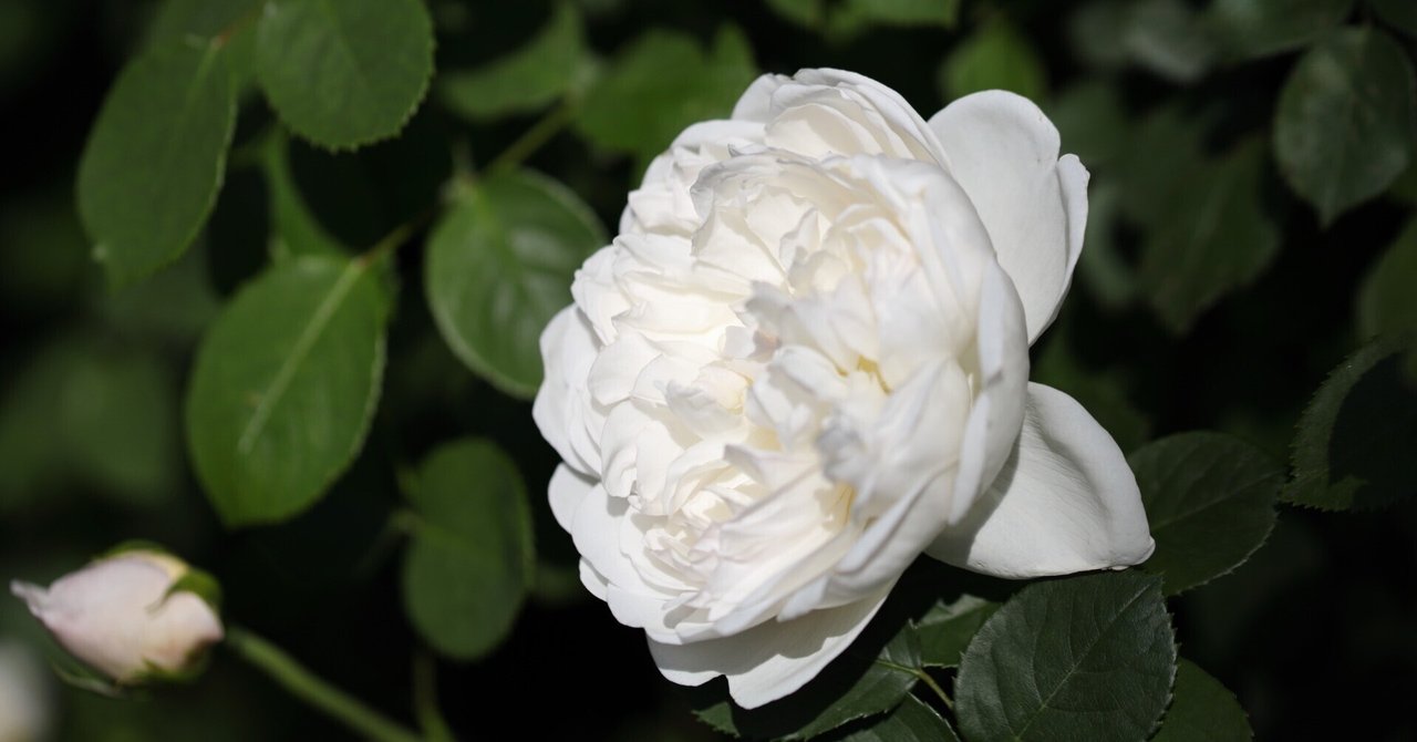 Strolling Ricky｜note