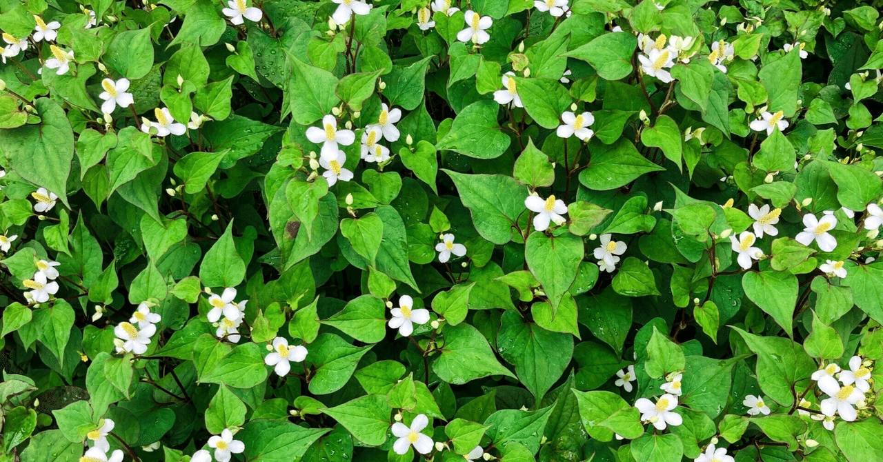 kuronekomarimo｜note