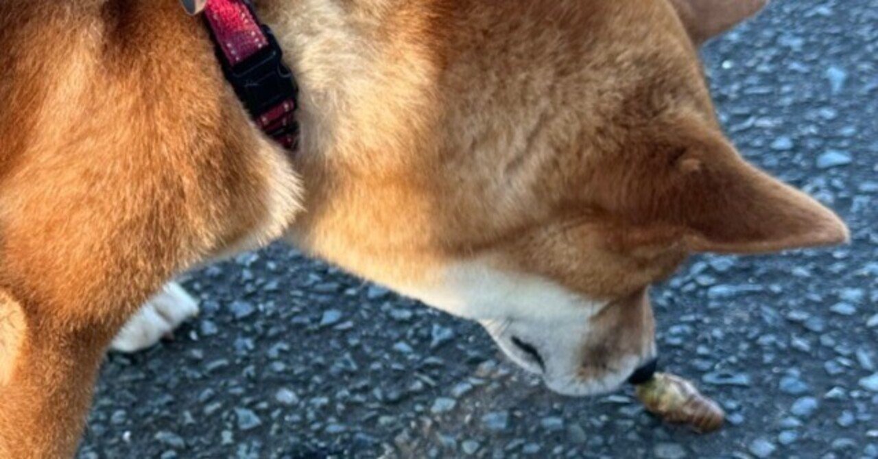 こなつチャンネル(81)セミ発見！？｜NicePapa 平野 尚志