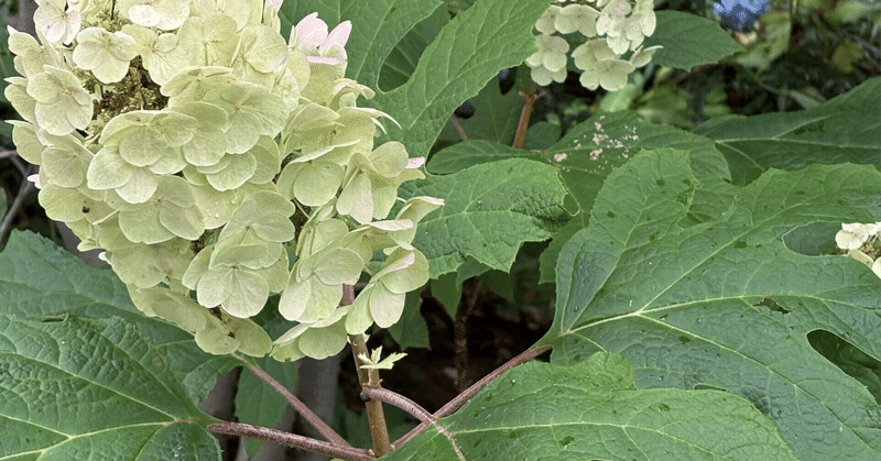 koichi_kodama｜note