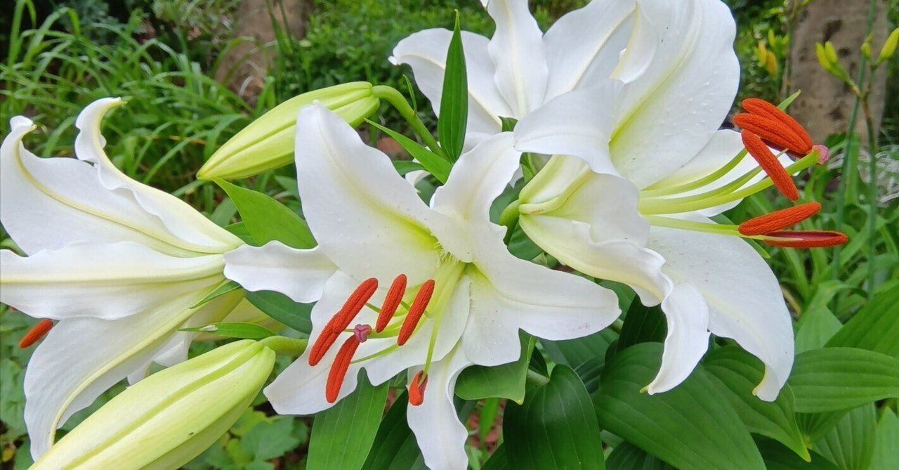 カサブランカ｜mimi fleur