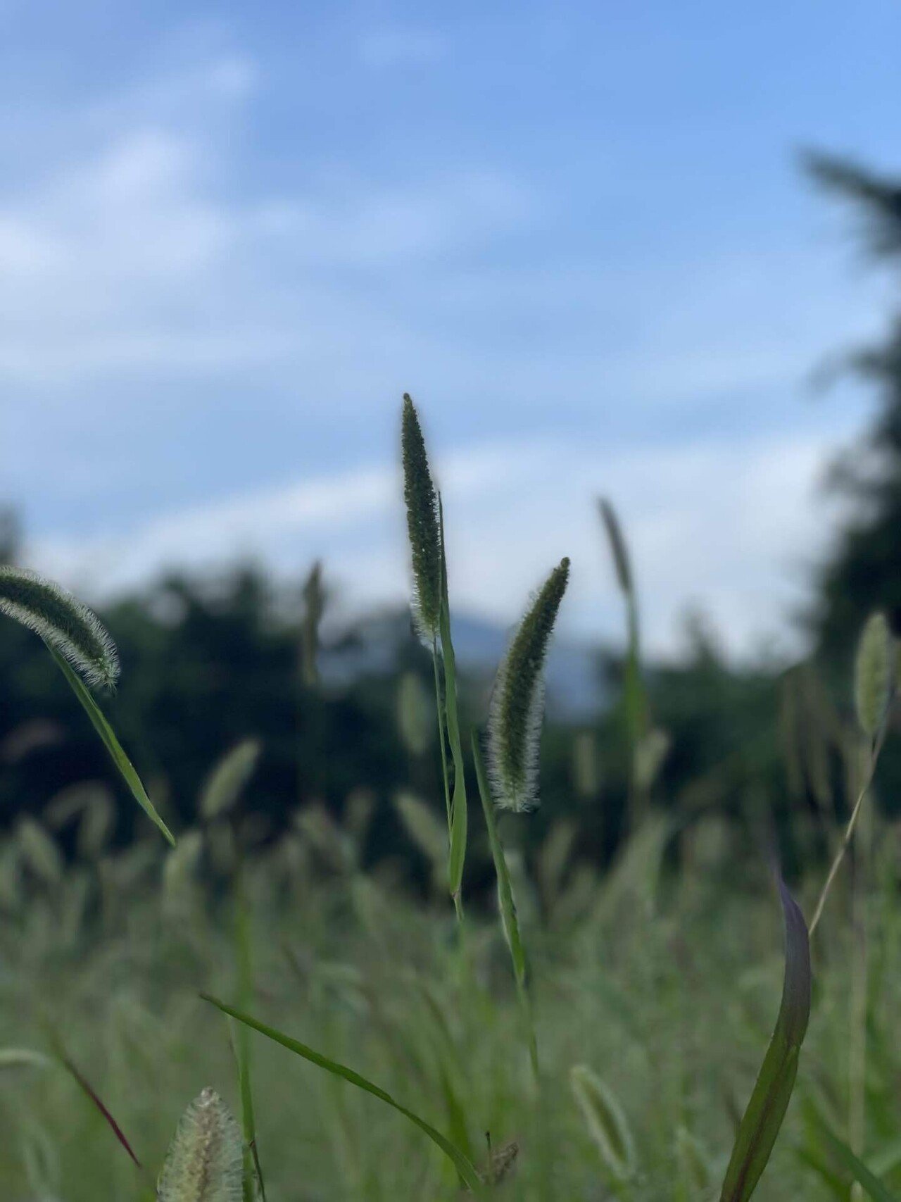 Lily Kobayashi｜note