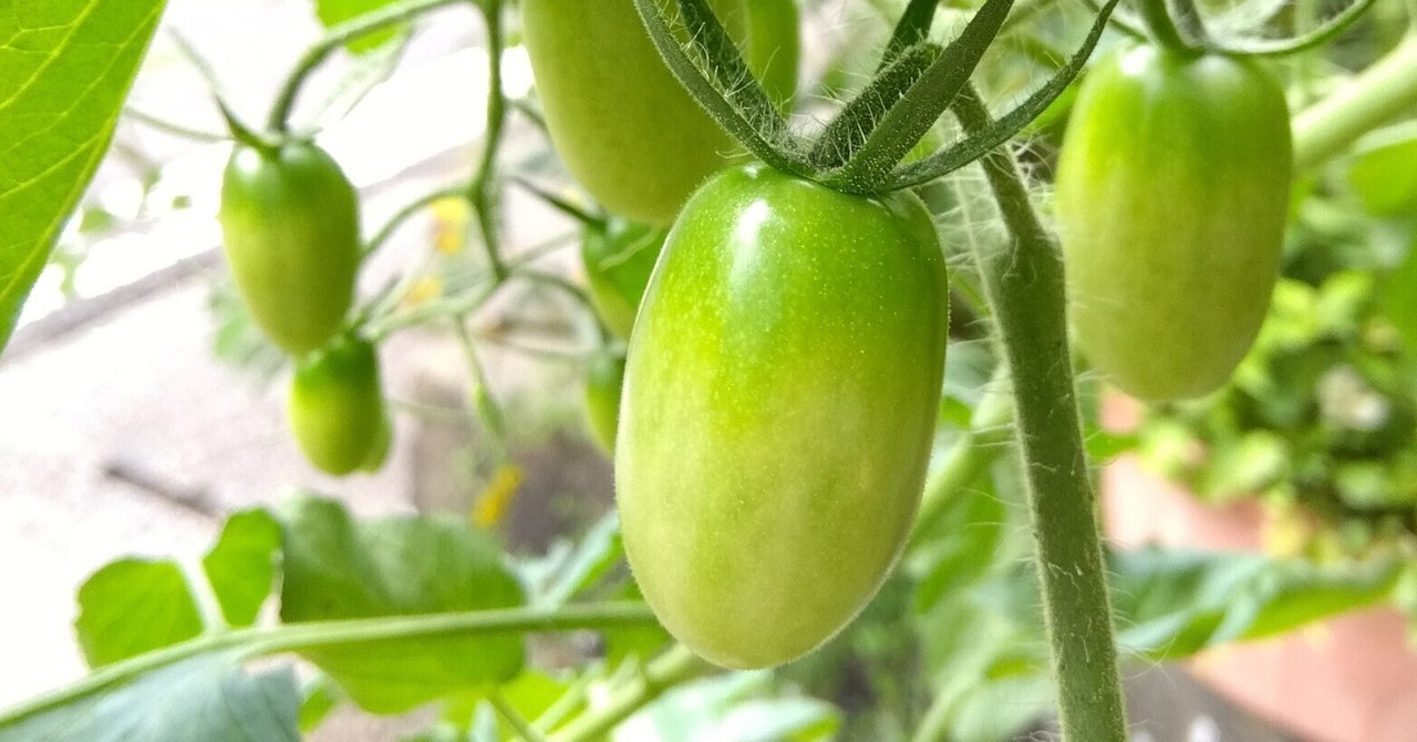 ミニトマト・ズッキーニ・ハーブたちの成長｜kame