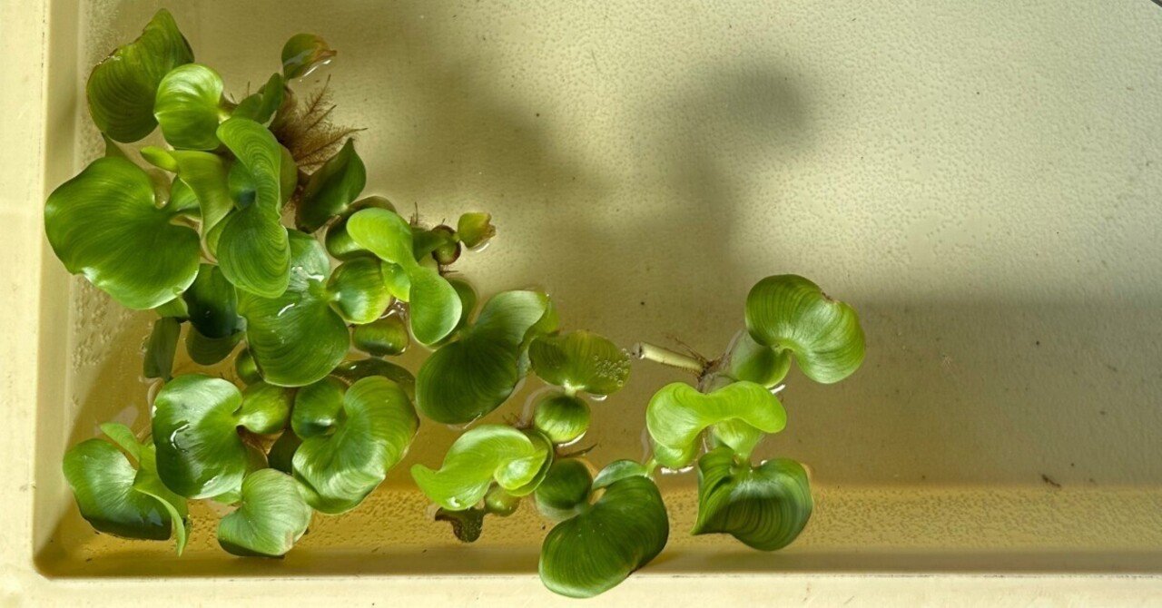 NicePapa 平野 尚志｜note