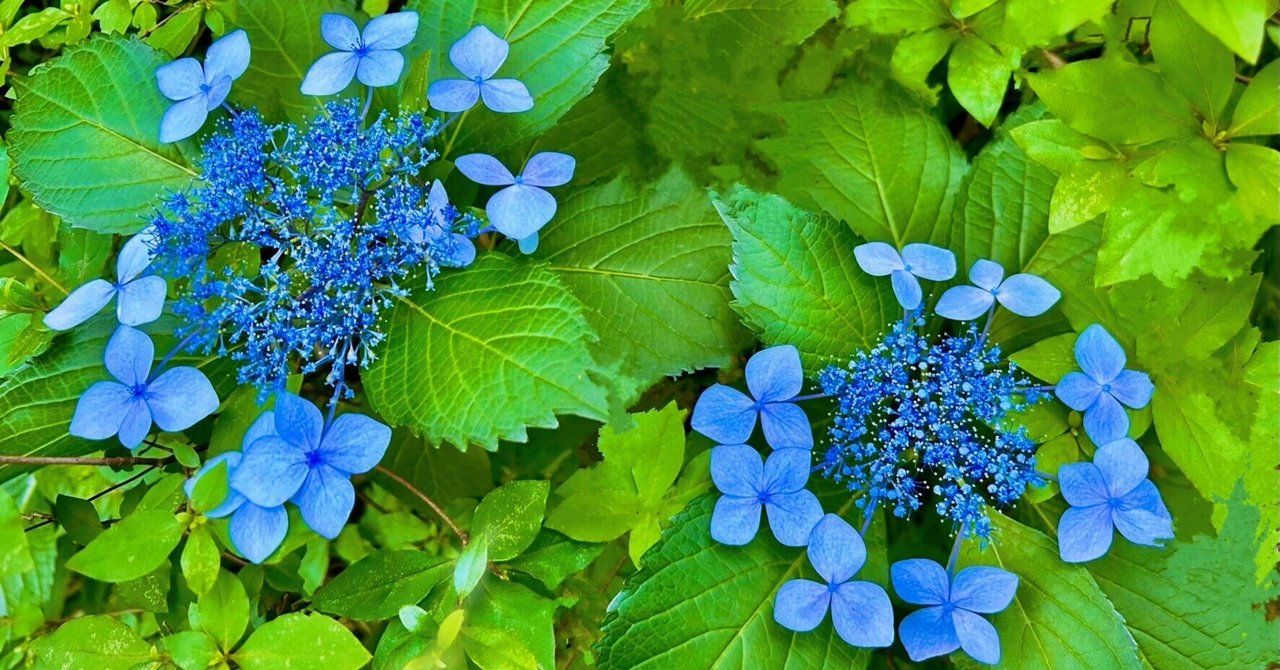 ayano_leizei 冷泉あやの｜note