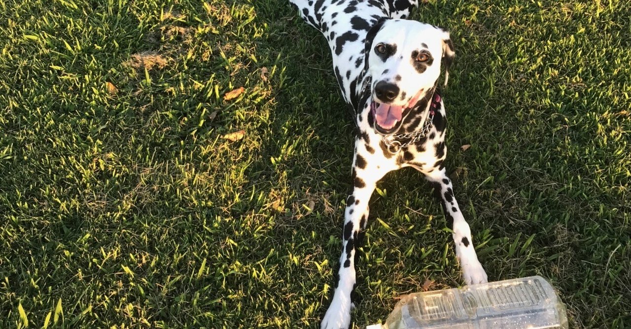 私は毎日、生まれている。｜Akemi Maruyama／コピーライター