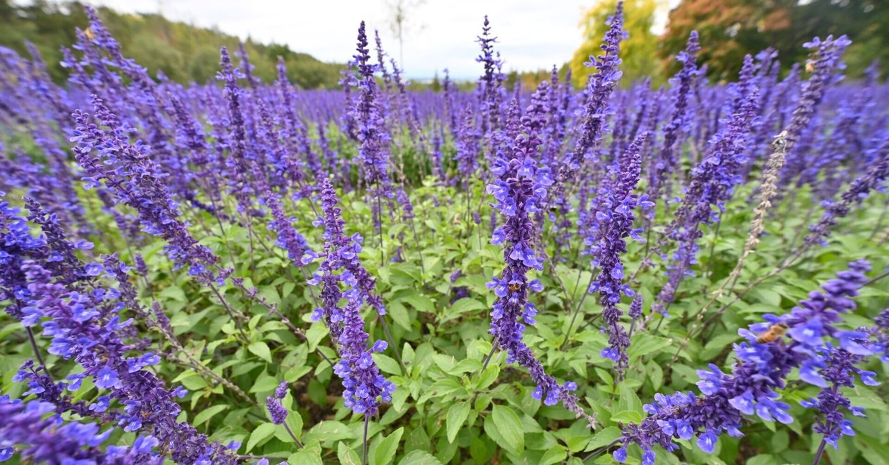 Kenichi Aichi｜note