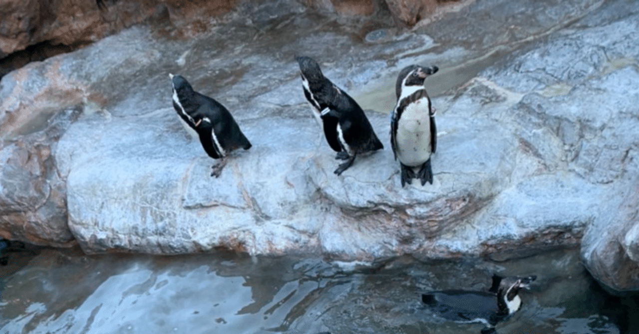 第四章〜幸〜｜cochimi chan