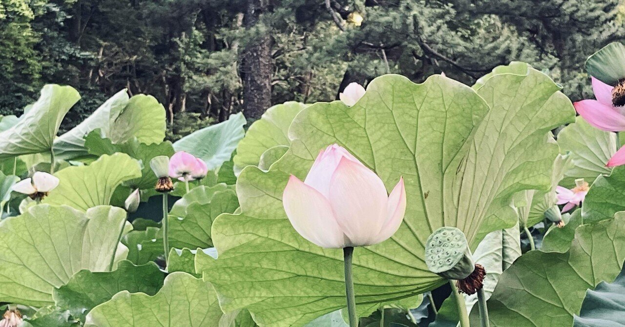 【日記】支出、カウンセリング、愚行、正当化_ 240708｜ろこ