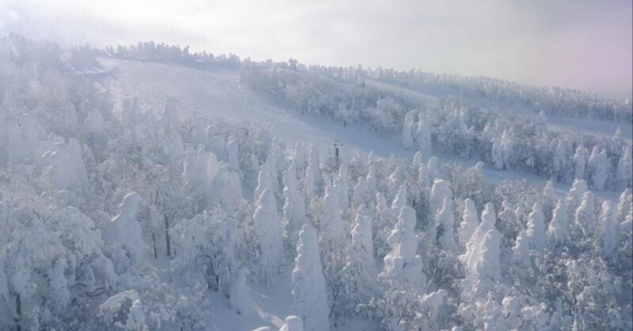 【fl-ayaka】角綾夏(すみあやか)｜note