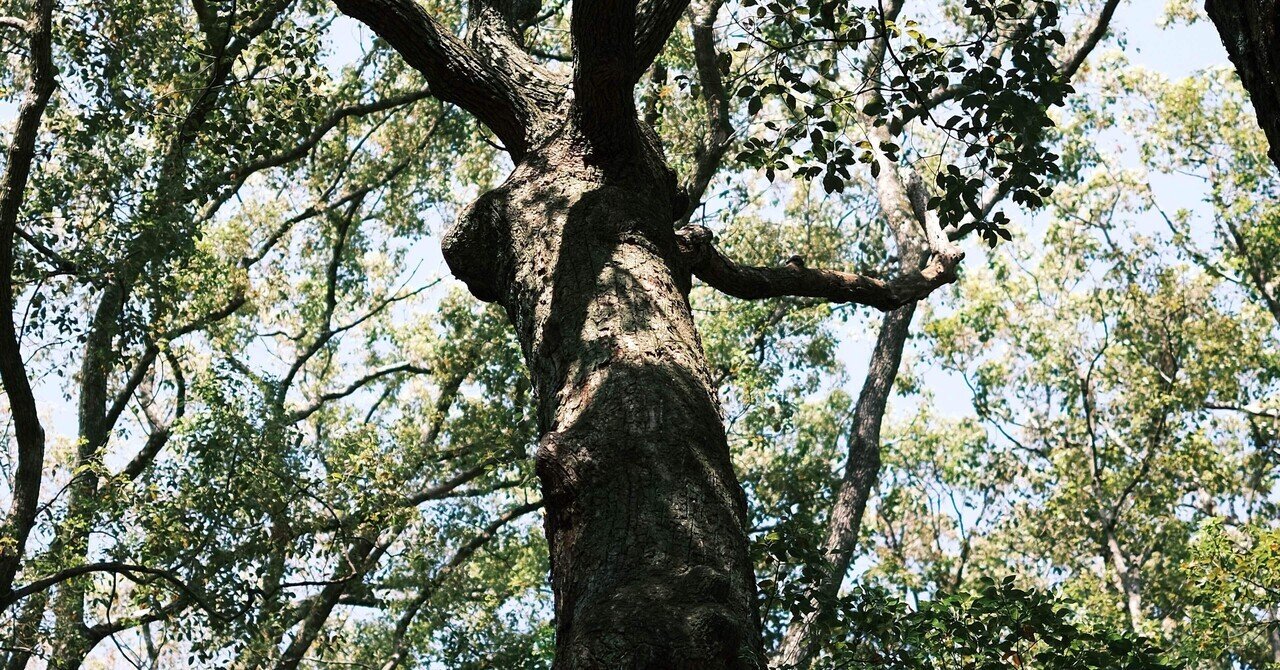 遮光｜Harada Tomoyuki