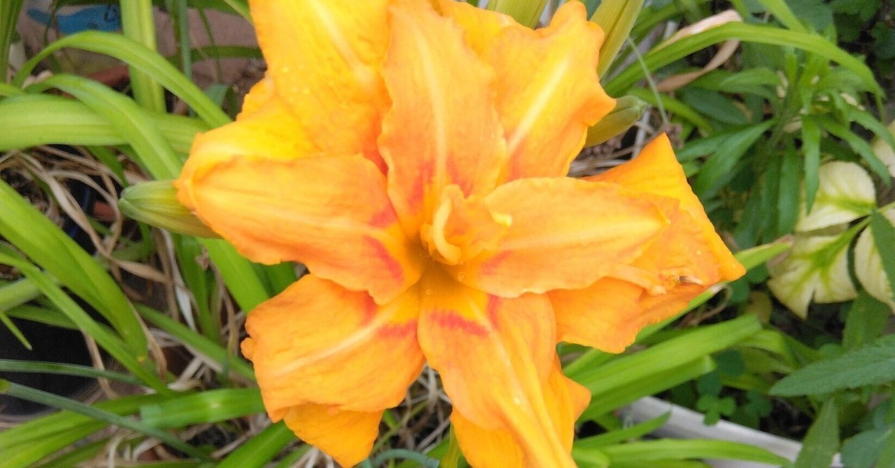 コロナ罹患と後遺症は深刻 「波動治療、代替治療、食事療法、意識の変容｣｜ピッピ