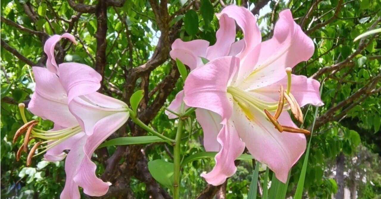 オリエンタルユリ・マレロ｜mimi fleur