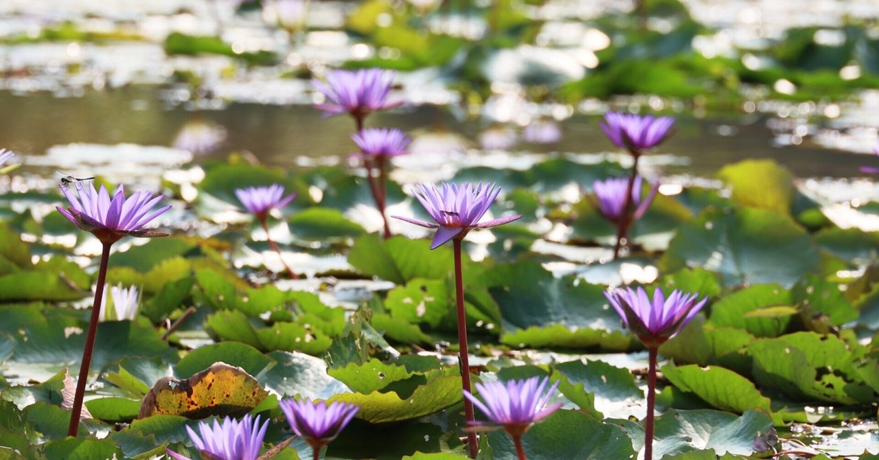 動画はじめました！YouTubeデビュー！｜Peter November