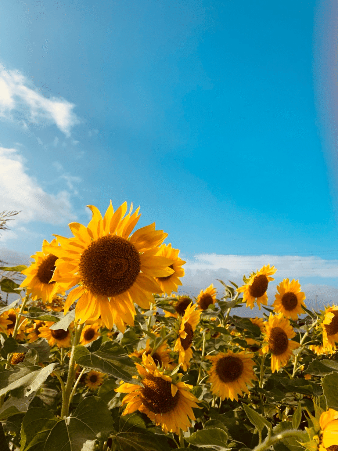 友よ、いつも心を洗ってくれて、乾かしてくれて、潤してくれて、、、ほんとにありがとう。心に太陽を。｜cochimi chan