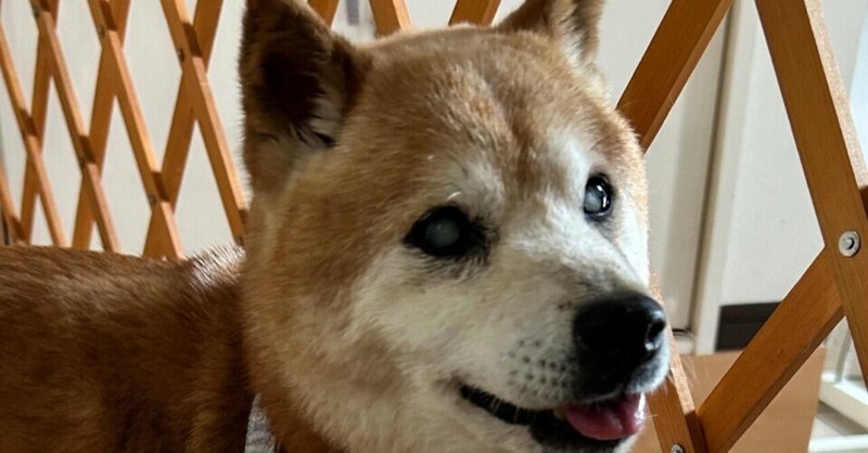 ぼぶだぼぶお(yoko)｜note