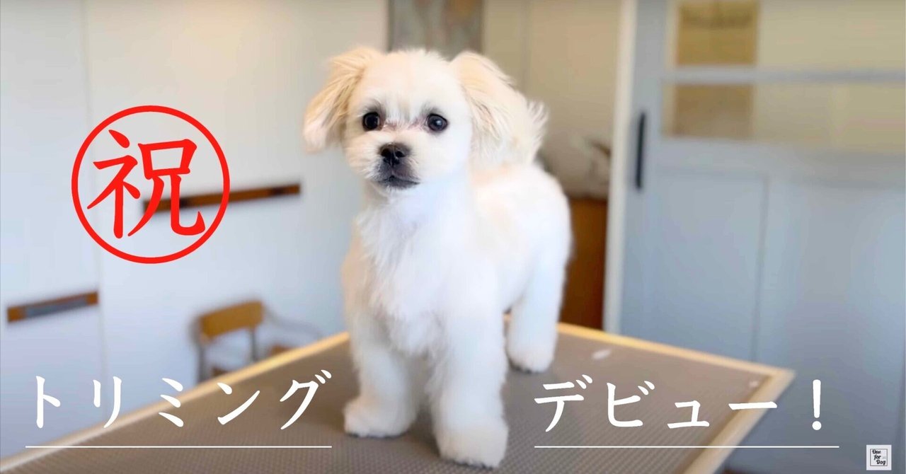 パピーファーストなトリミングオーダーとは？｜飼い主さんのためのお教室『One for Dog』