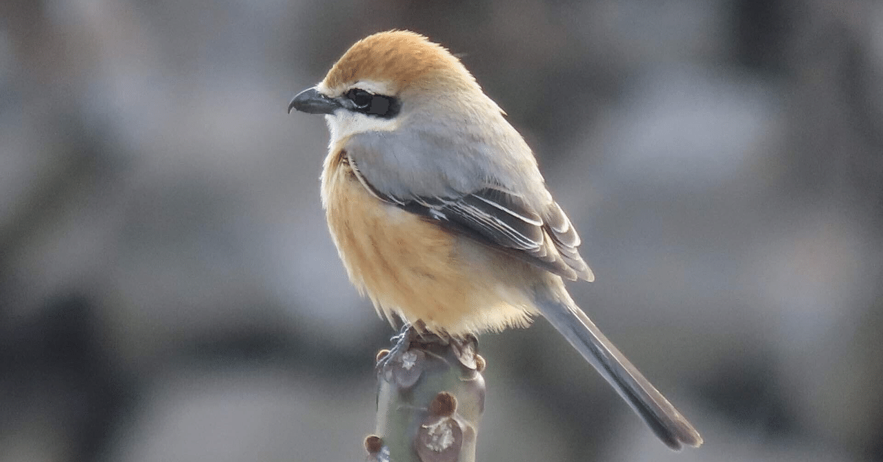 鈴々堂/rinrin_dou@昭真｜note